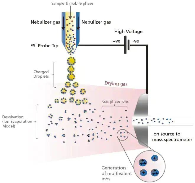 kutle-dedektoru-elektrosprey-iyonizasyon-esi. Lab Akademi Dijital ...